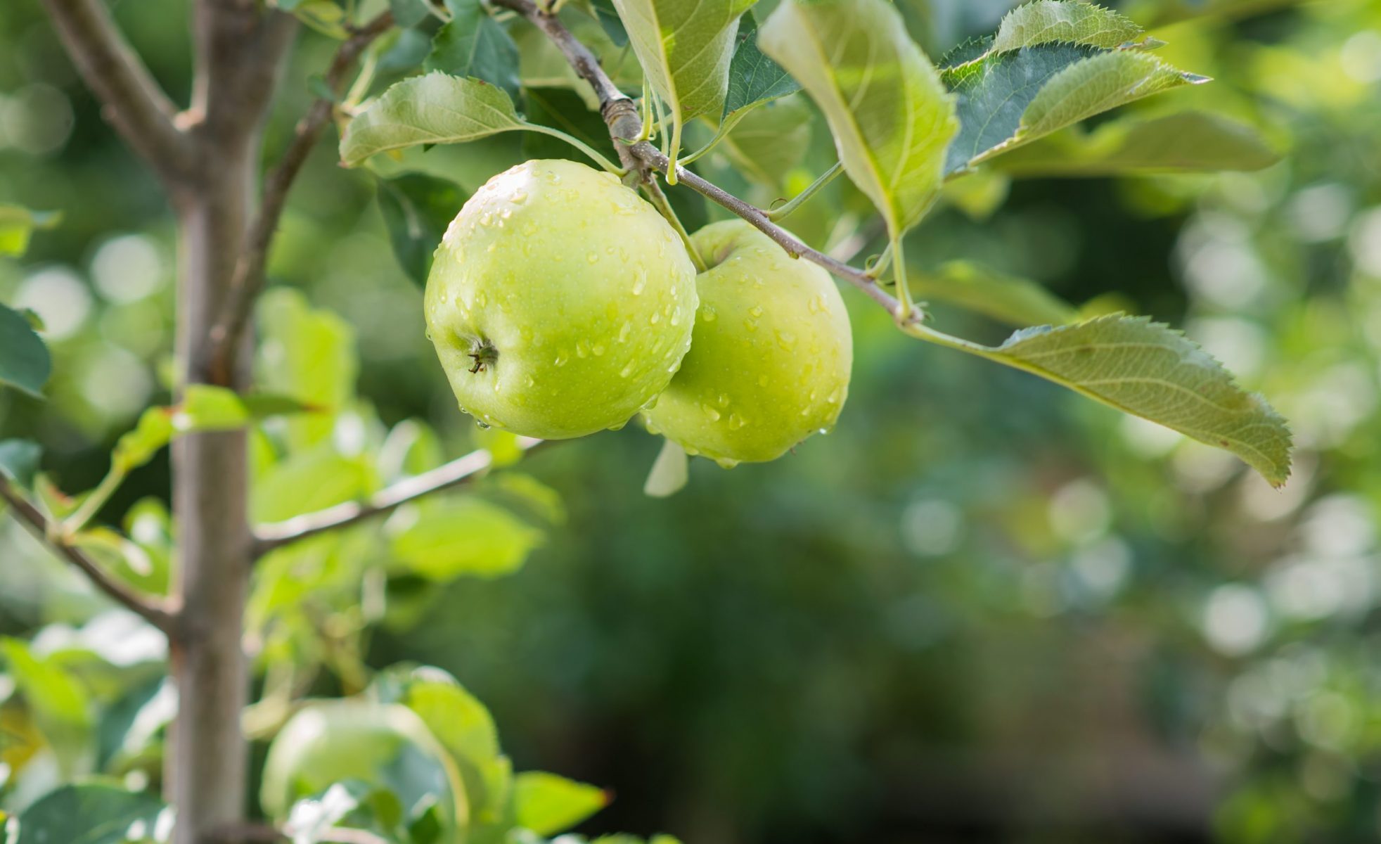 How to Care for Apple Trees - Countryside